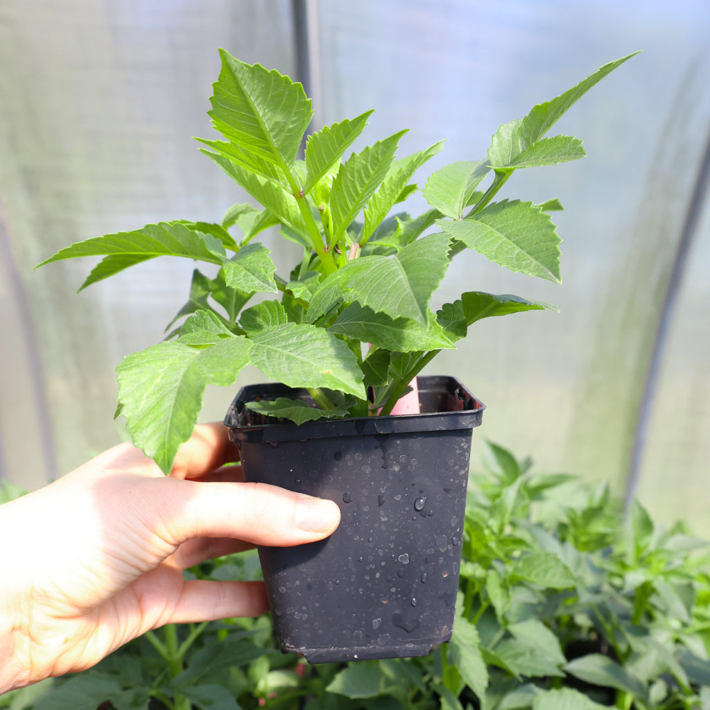 Dahlie Bloomquist Wonderful | Gartenzauber