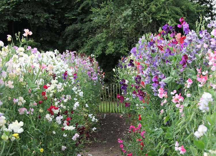 Duftwicken (Lathyrus odoratus) pflanzen, pflegen & schneiden – Romanti ...