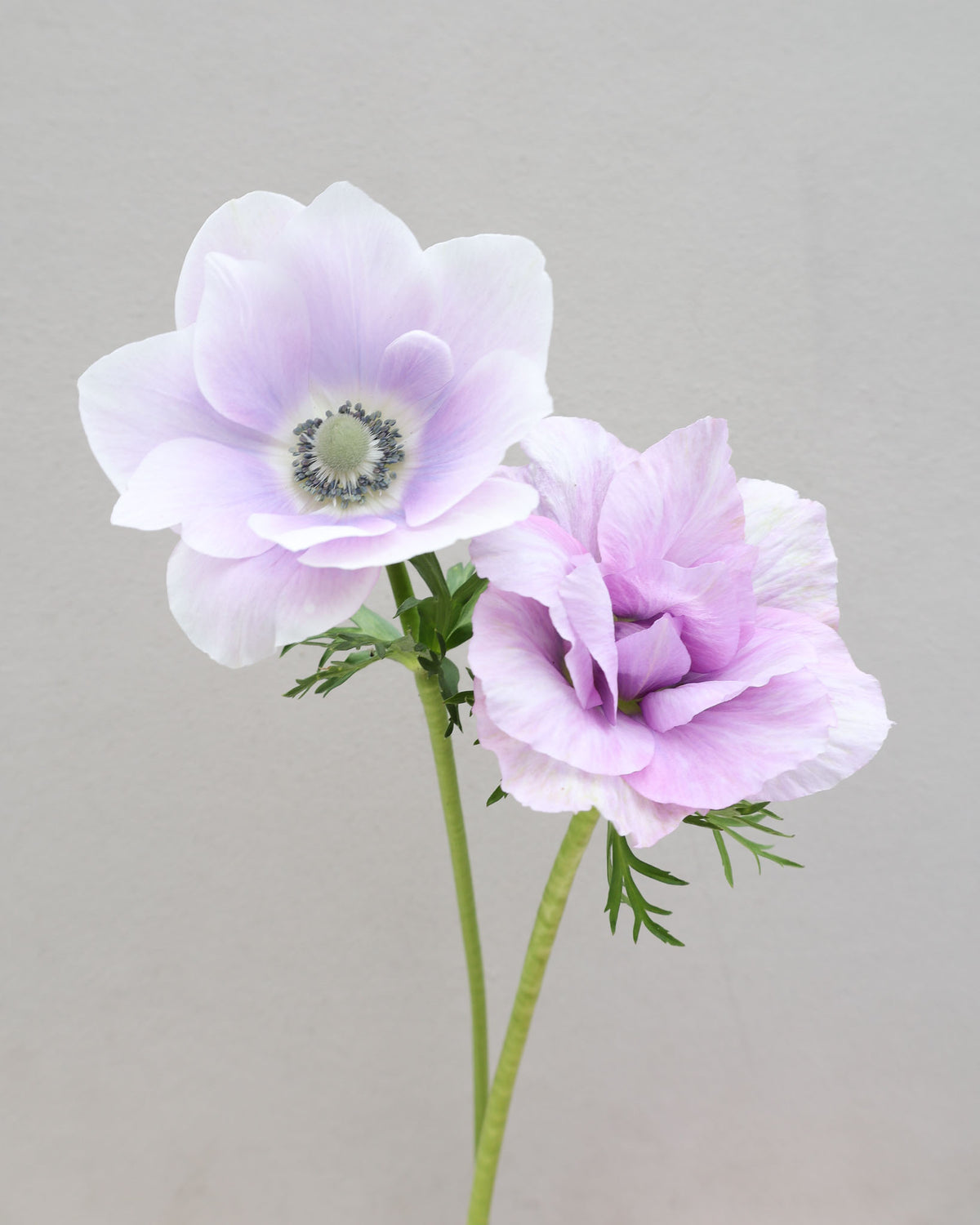 Anemone 'Mistral® Pale' - Knollen von Gartenzauber