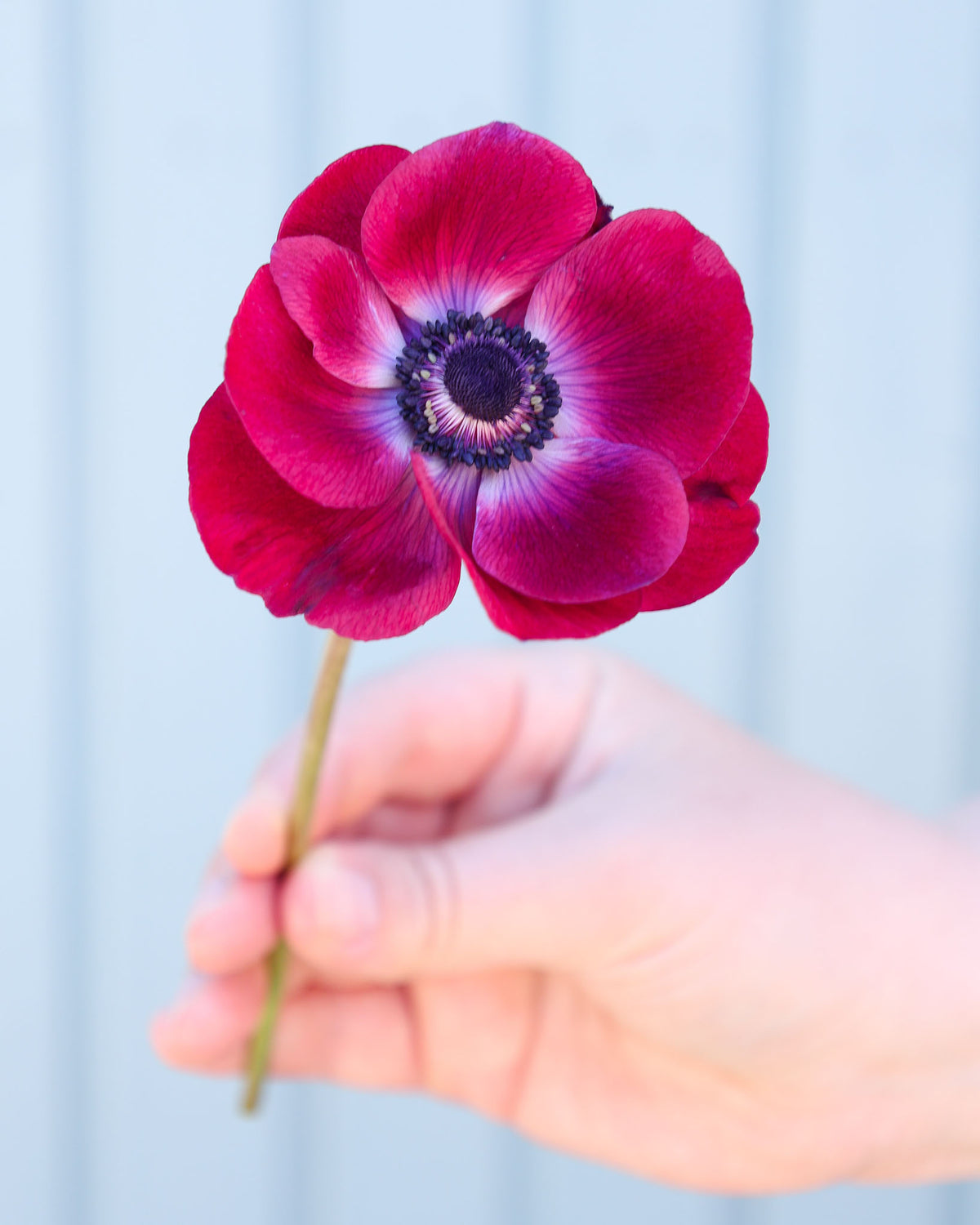 Anemone 'Mistral Plus® Grape' - Knollen von Gartenzauber | Gartenzauber