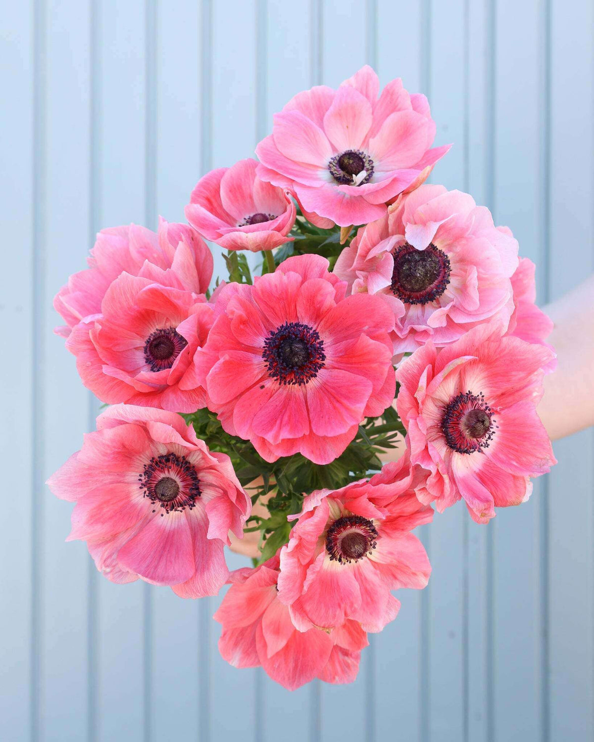 Anemone 'Mistral Plus® Rosa Chiaro' - Knollen von Gartenzauber ...