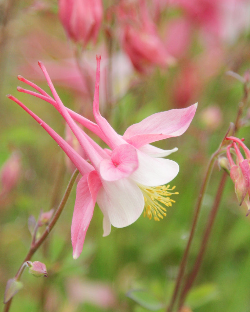 Akelei Saatgut – Staude & Blumensamen | Gartenzauber