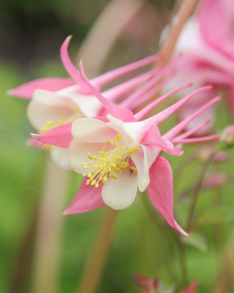 Akelei Saatgut – Staude & Blumensamen | Gartenzauber