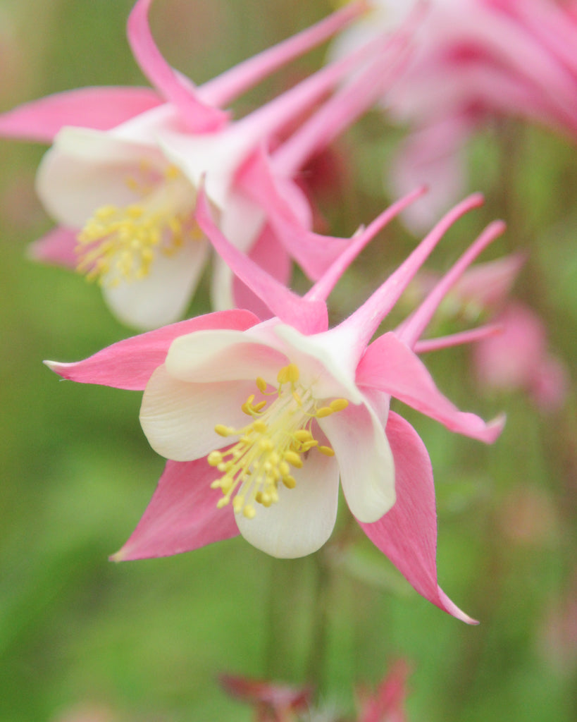 Akelei Saatgut – Staude & Blumensamen | Gartenzauber