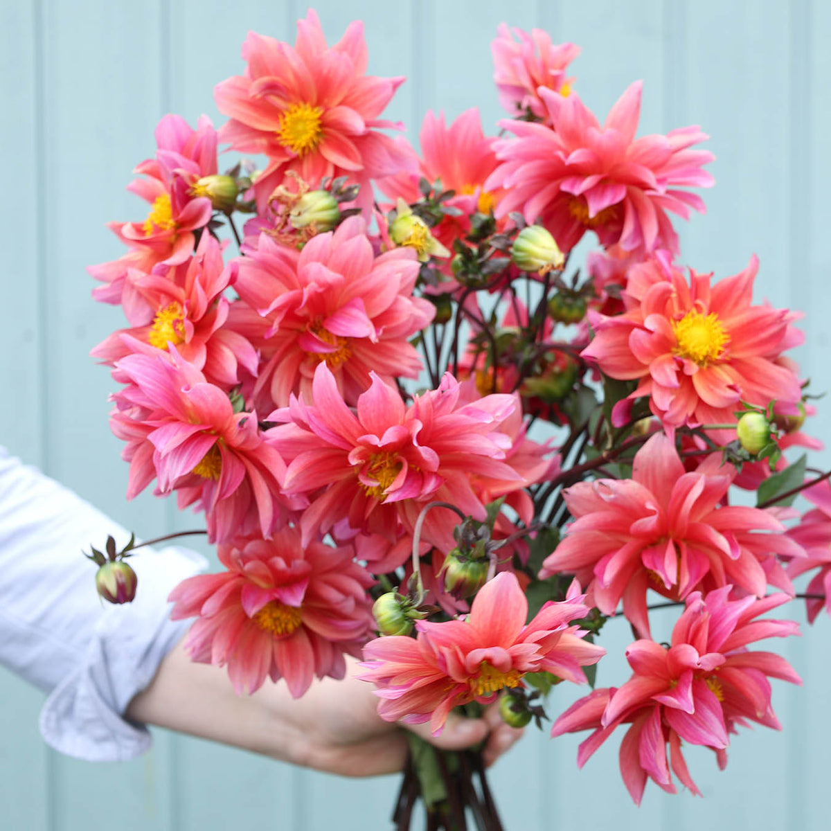 Dahlia Sonic Bloom | Gartenzauber