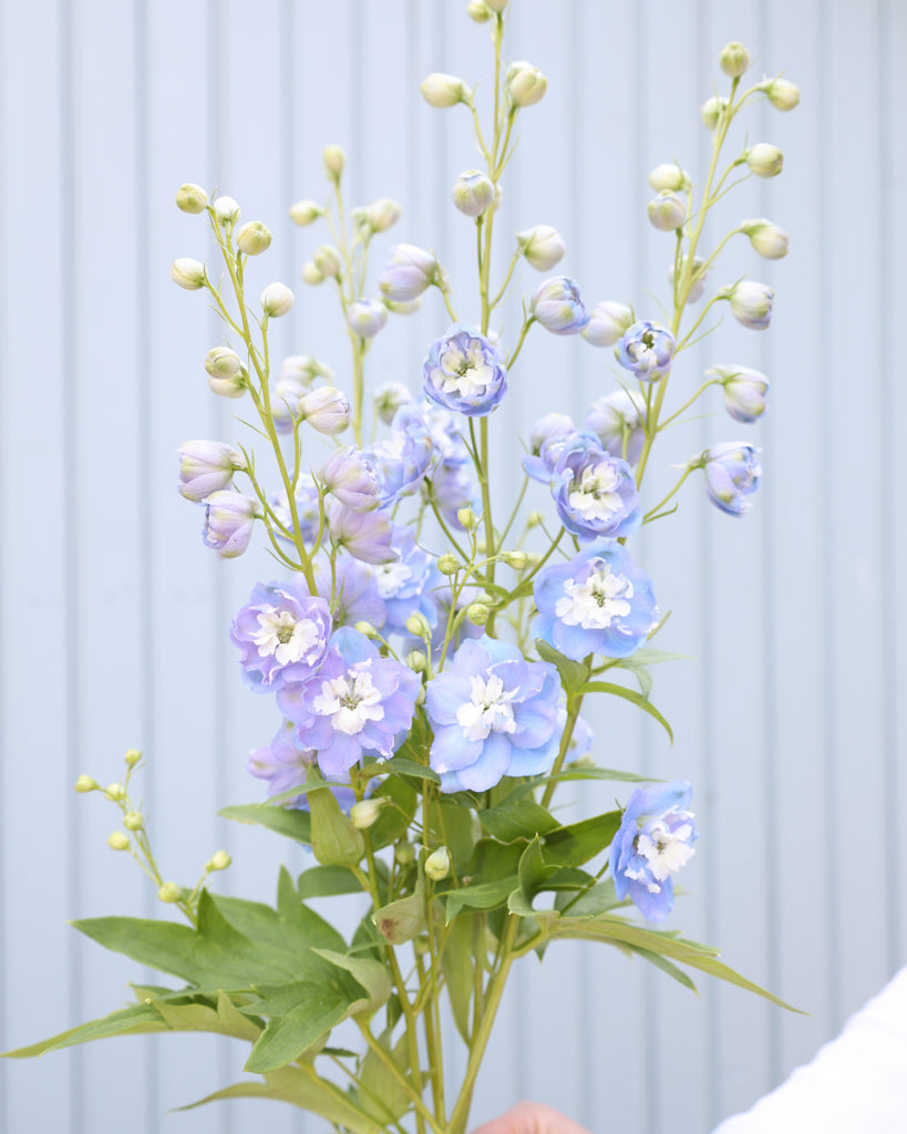 Rittersporn ‘Aurora Light Blue’ F1 Saatgut – Staude online | Gartenzauber
