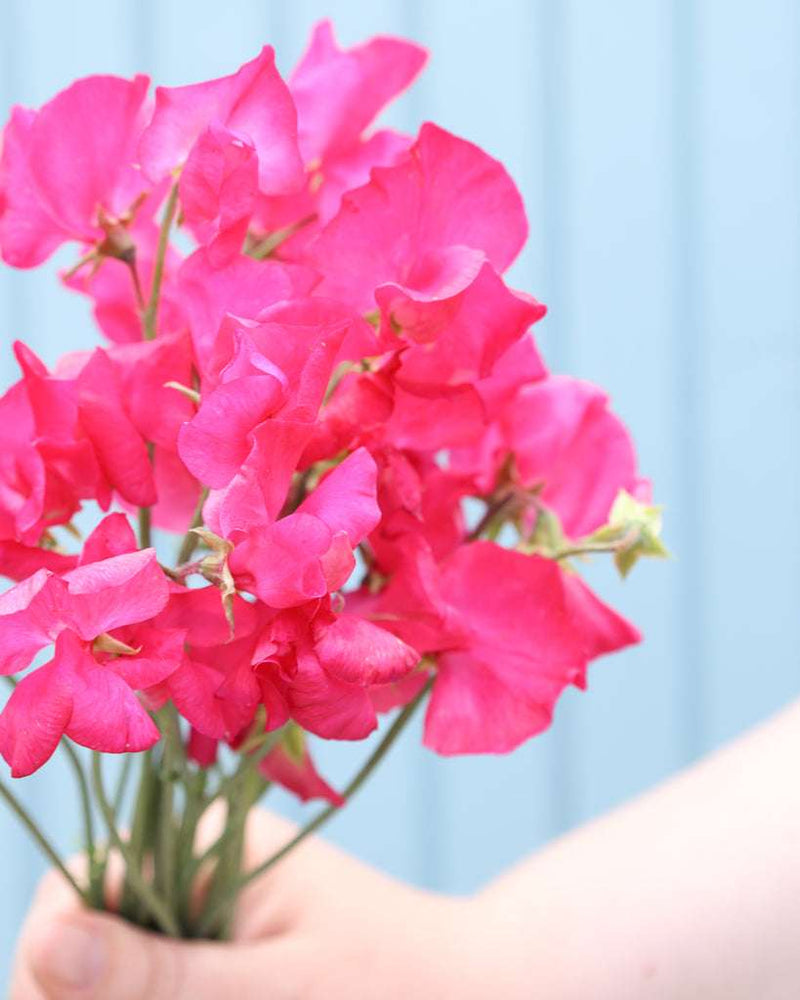 Duftwicken (Lathyrus odoratus) – Blütenzauber und Duft im Sommergarten ...