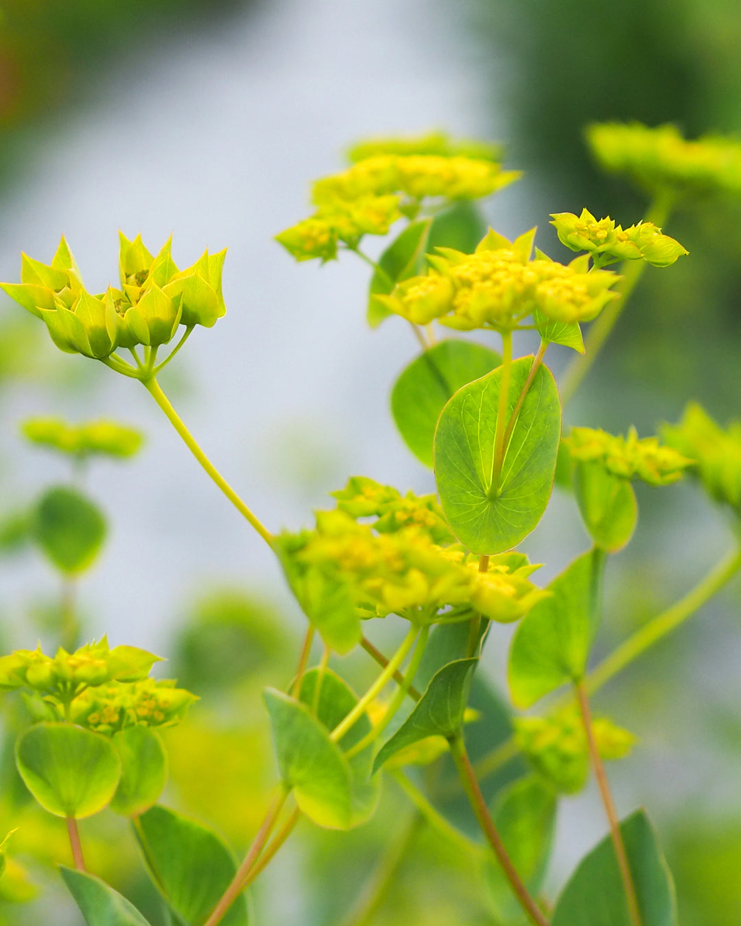 Hasenohr ‘Garibaldi’ Saatgut – Exotische Blume | Gartenzauber ...
