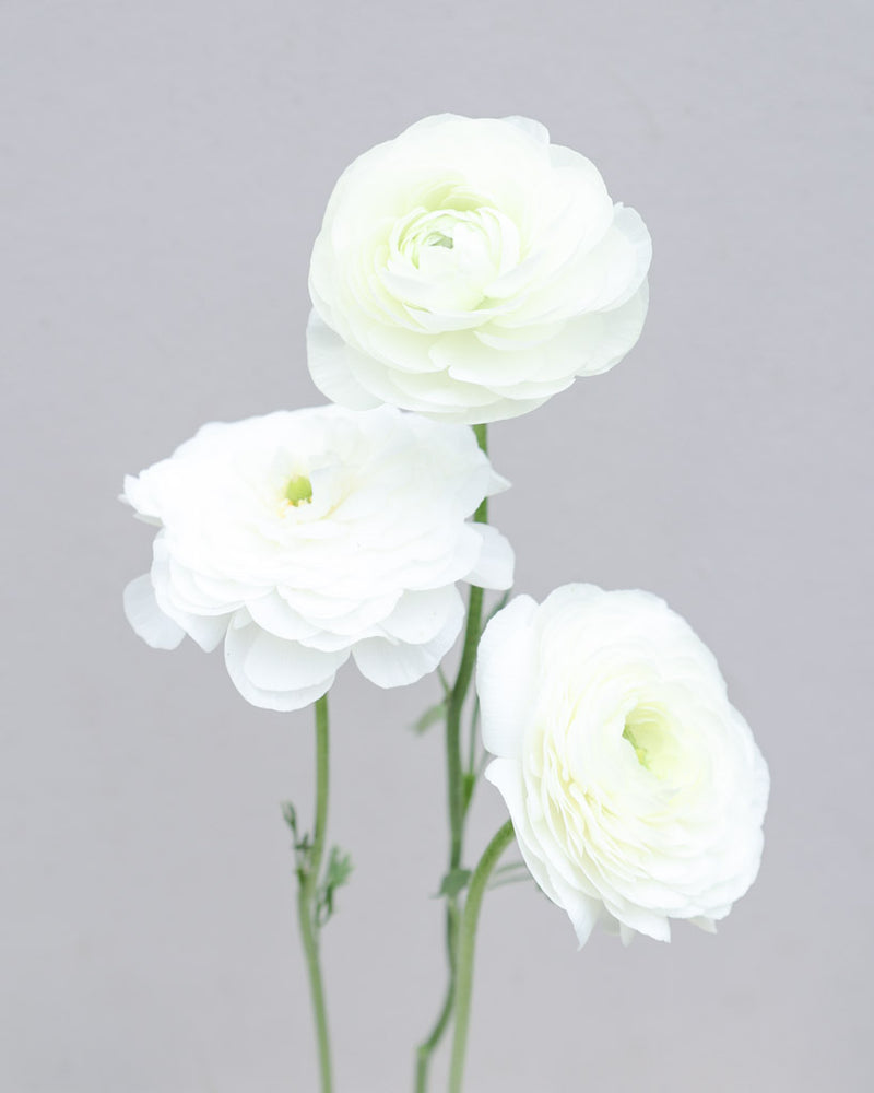 Ranunkeln kaufen – Ranunculus asiaticus Knollen in vielen Farben ...
