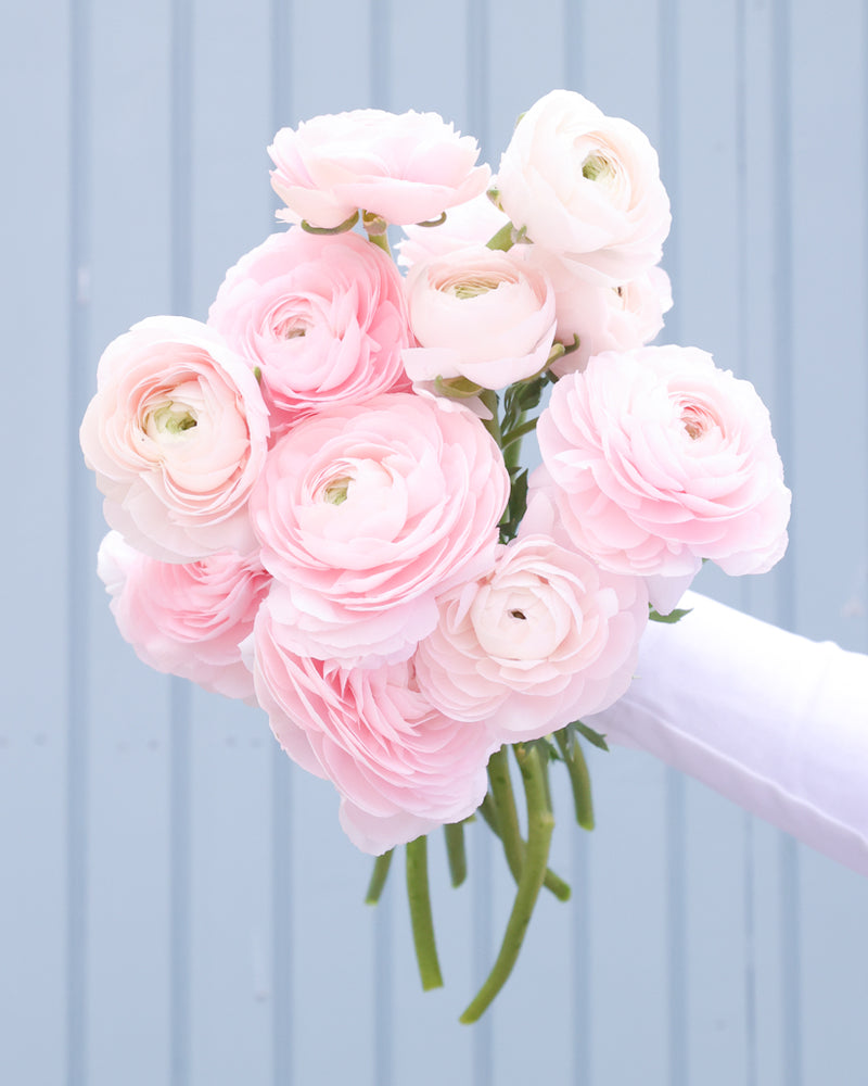 Ranunkeln kaufen – Ranunculus asiaticus Knollen in vielen Farben ...