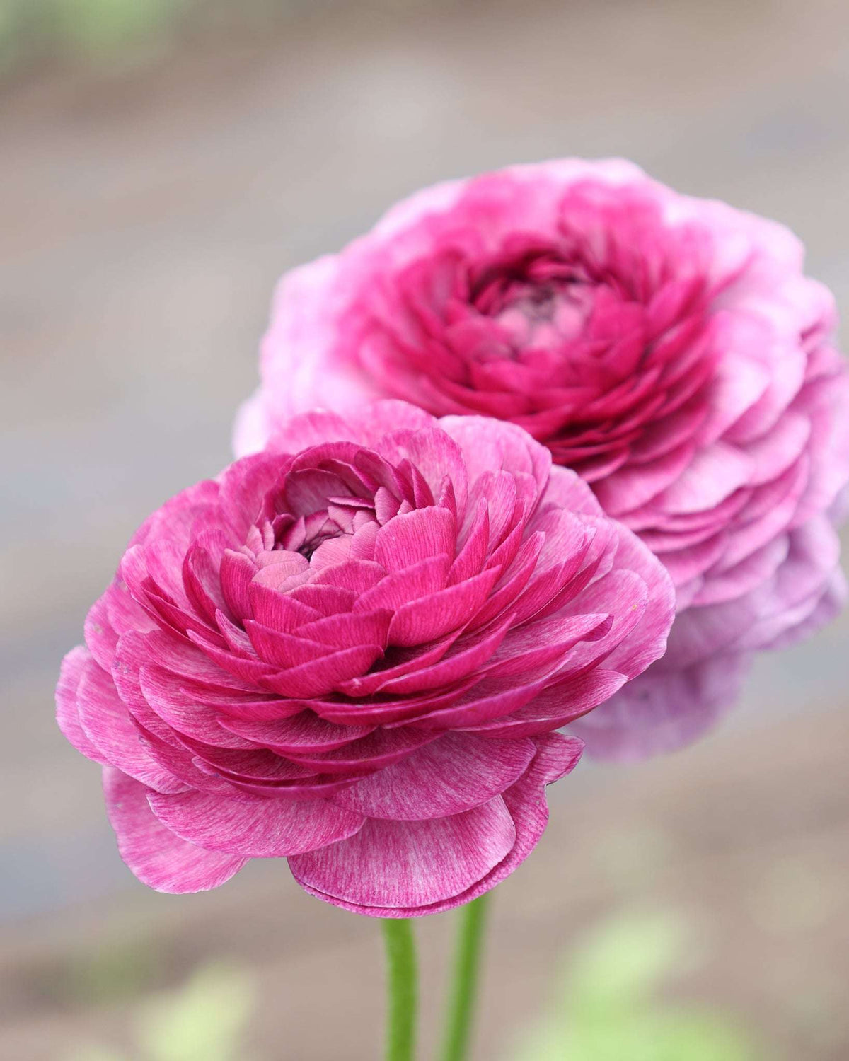 Ranunkel 'Elegance® Milka 134N' - Knollen von Gartenzauber | Gartenzauber