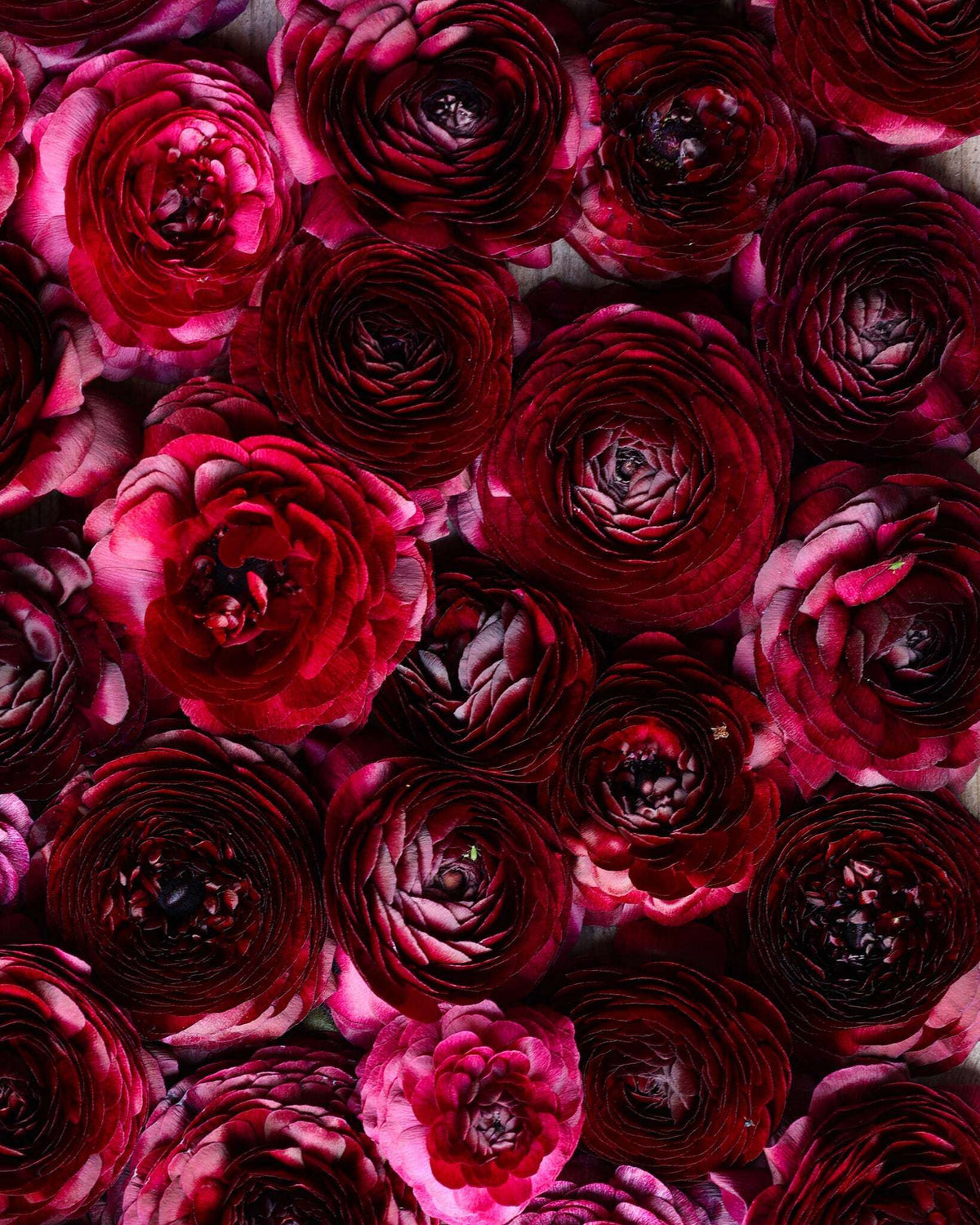 Ranunkel 'Elegance® Viola 06' - Knollen von Gartenzauber | Gartenzauber