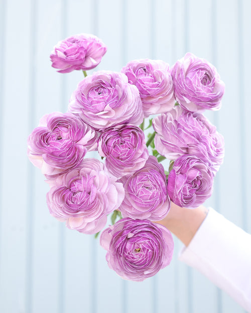 Ranunkeln kaufen – Ranunculus asiaticus Knollen in vielen Farben ...