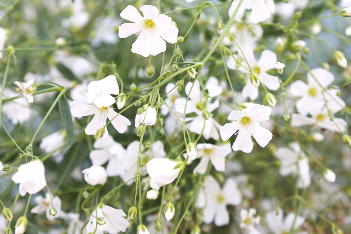 Buy Gypsophila - 'Covent Garden' | Gartenzauber