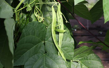 Bohnen (Phaseolus vulgaris) pflanzen, pflegen & ernten – Tipps für Bus ...