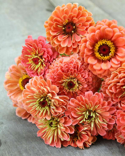 Zinnie (Zinnia elegans) pflanzen und pflegen – Farbtupfer für Beet, Ba ...
