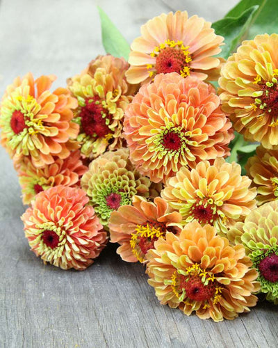 Zinnie (Zinnia elegans) pflanzen und pflegen – Farbtupfer für Beet, Ba ...