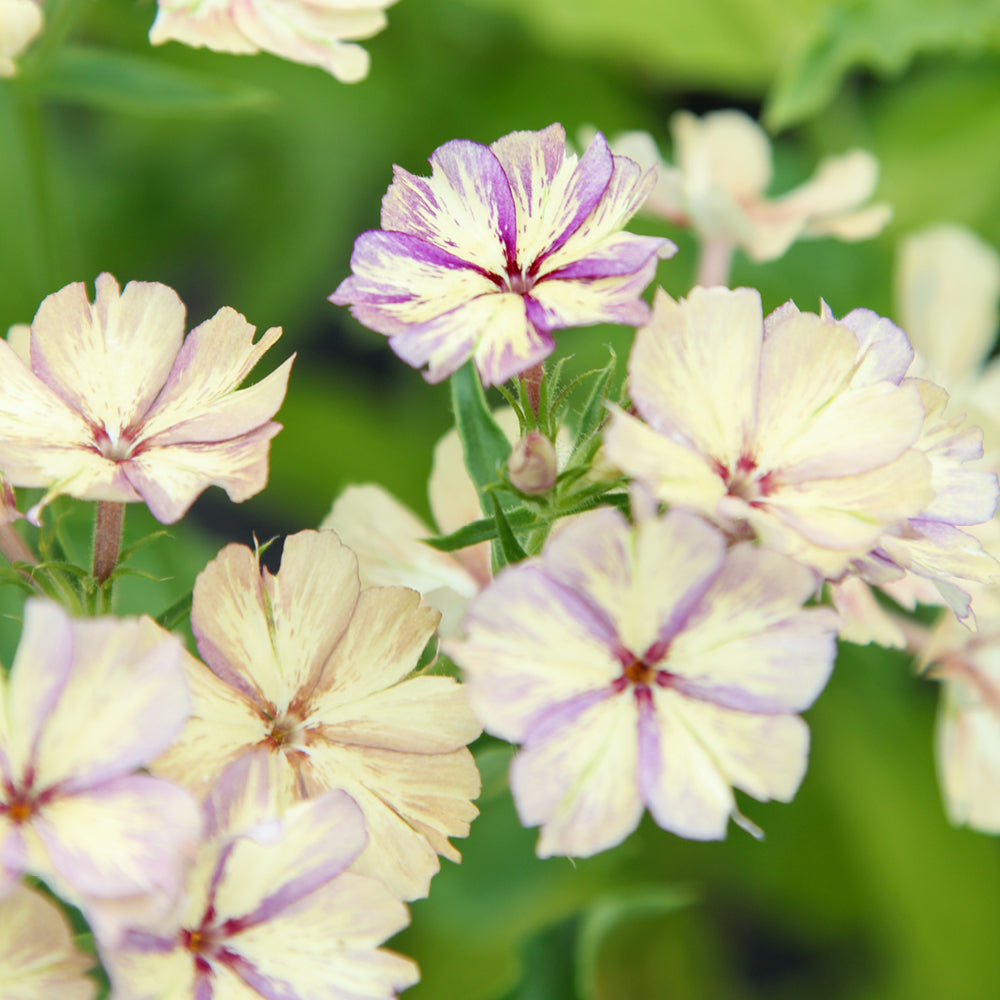 Phlox Drummondii Leaves