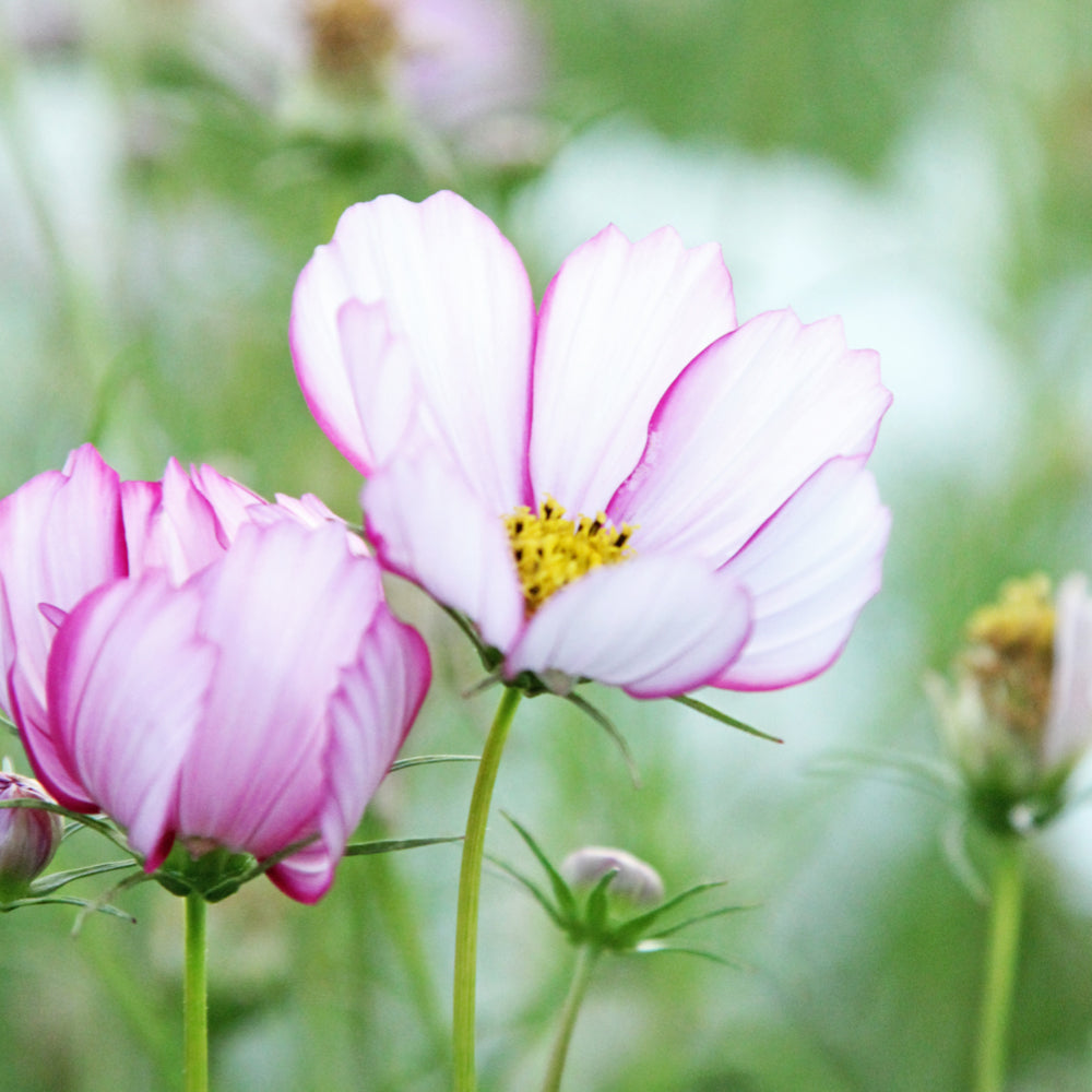 Buy 'Fizzy Rose Picotee' | Gartenzauber