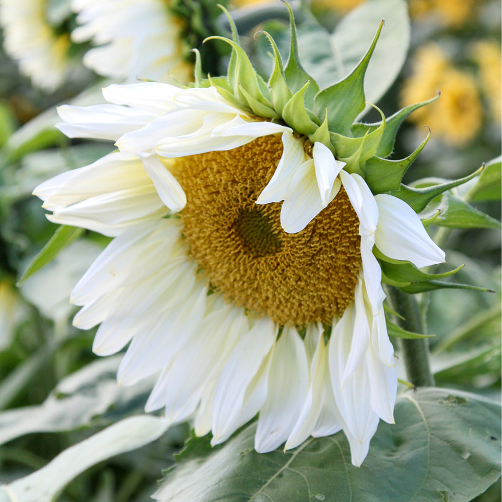 Buy Sunflower - 'Pro Cut White Lite' | Gartenzauber