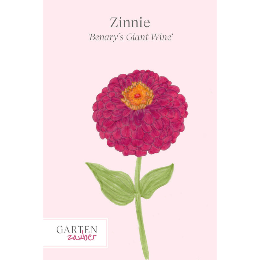 Zinnien Samen kaufen – Gartenzauber